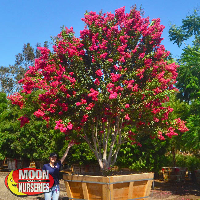 Moon Valley Nurseries - Crape Myrtle Spotlight